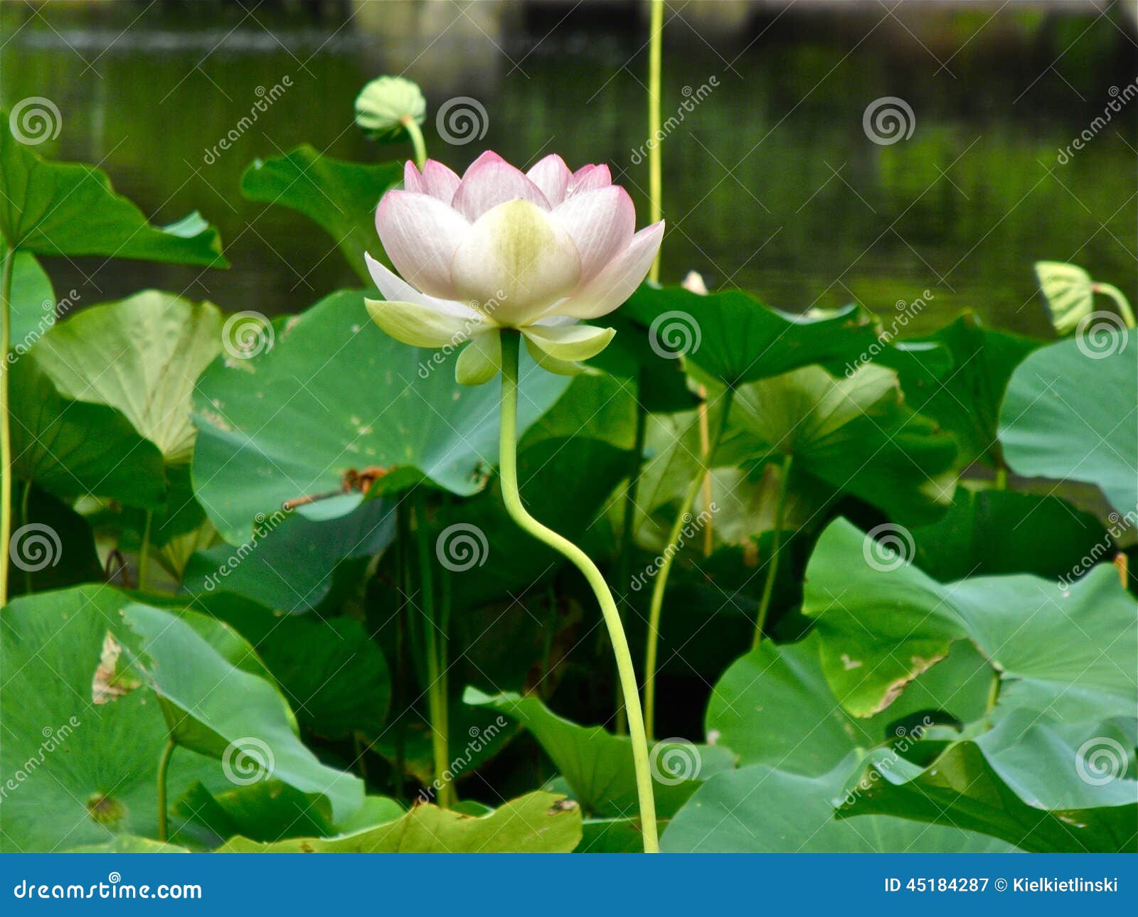 Likly Stock Photos - Free & Royalty-Free Stock Photos from Dreamstime