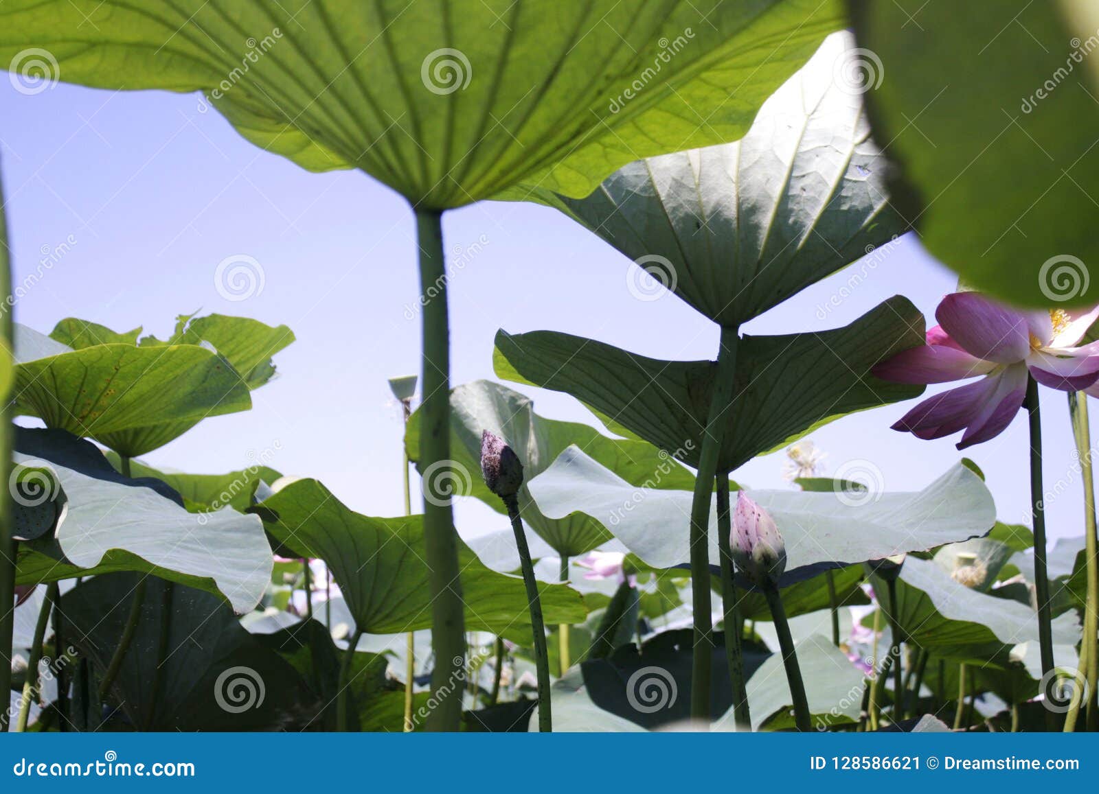 Blossoming Lotus River Delta Stock Photos - Free & Royalty-Free Stock ...