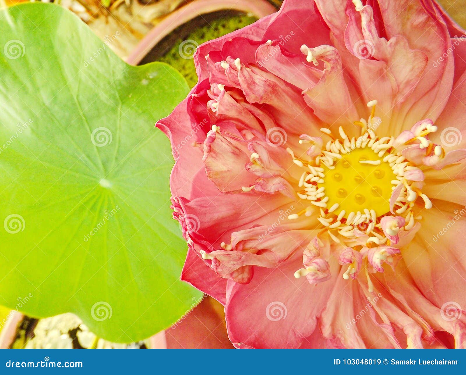 Top view lotus flower stock image. Image of pink, colorful - 103048019
