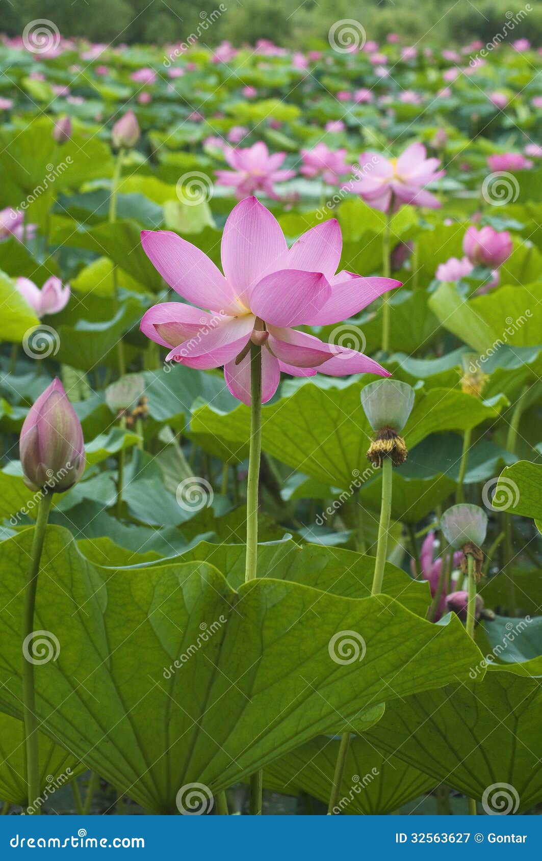 Lotus blossoms stock image. Image of backgrounds, nature - 32563627