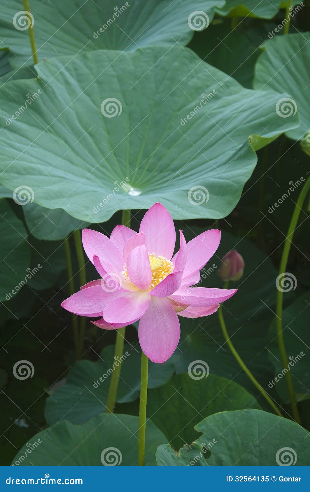 Lotus blossoms stock image. Image of pond, abloom, buddhism - 32564135