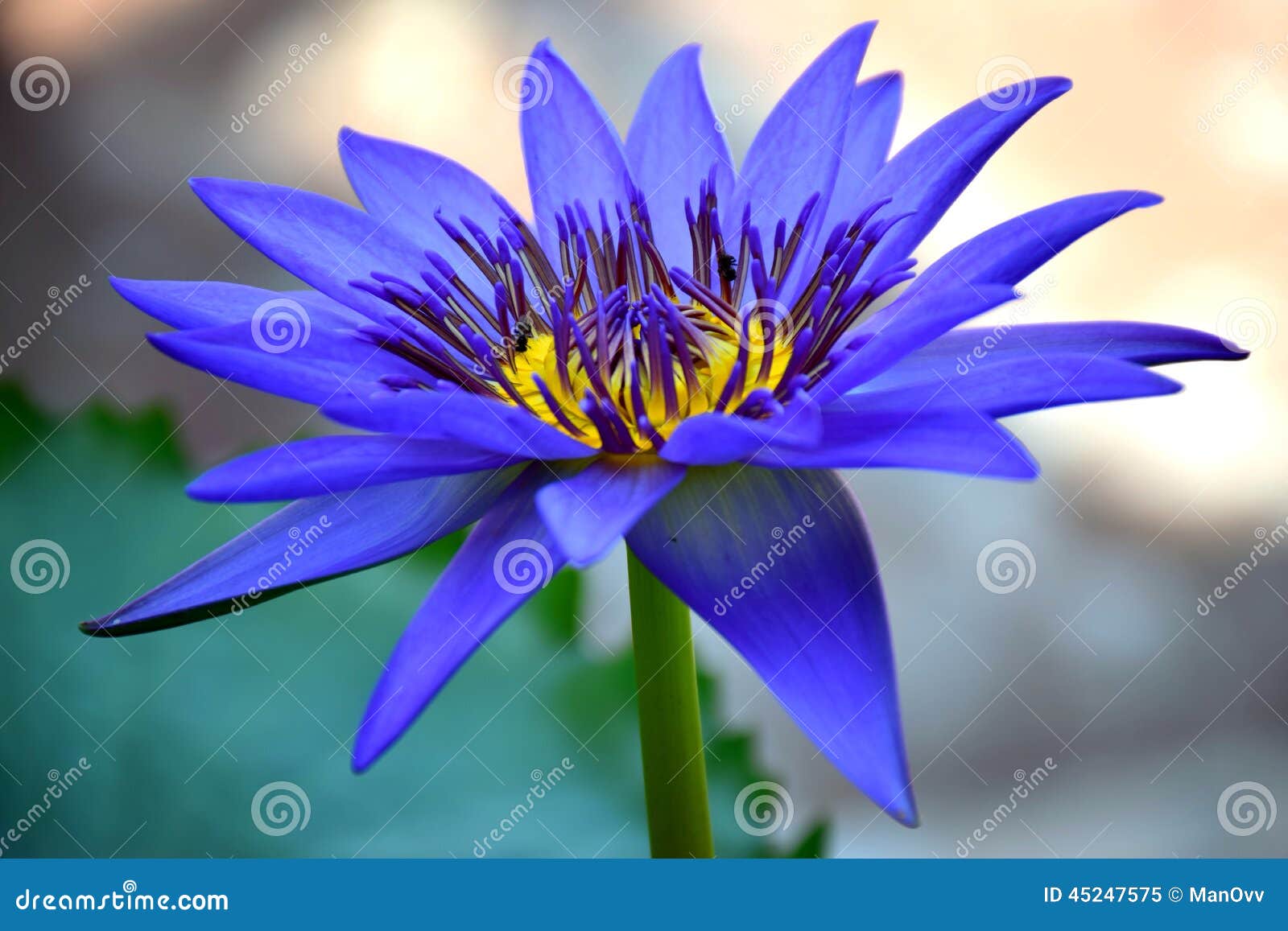 Lotus blue flower stock image. Image of nature, blue - 45247575