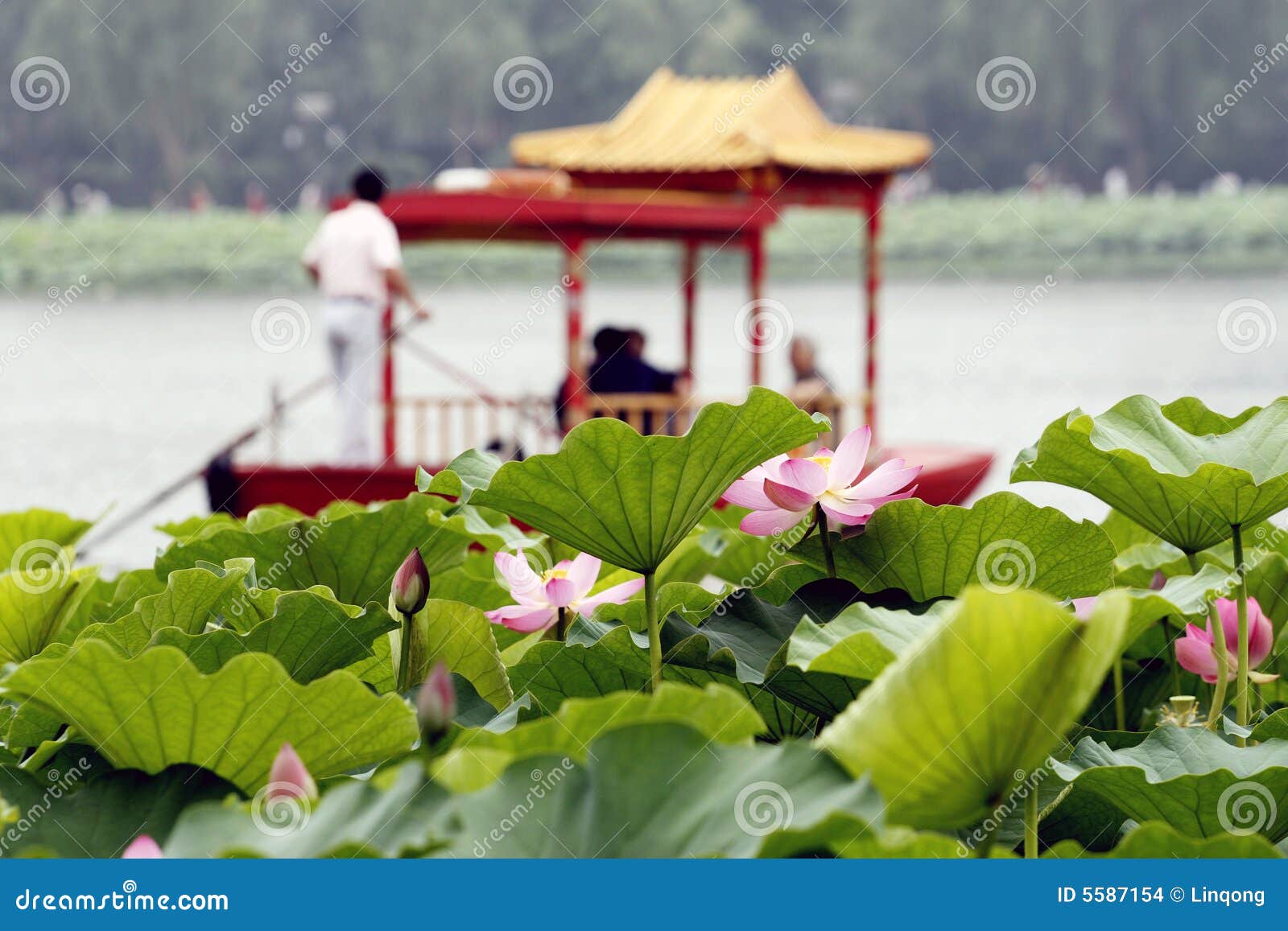 Lotus and boat. stock photo. Image of floral, flowers - 5587154