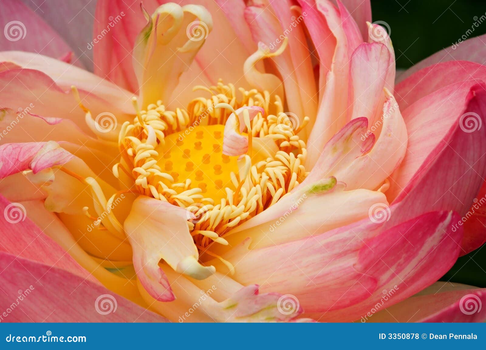 Lotus Bossom Unfurling stock photo. Image of unfurling - 3350878