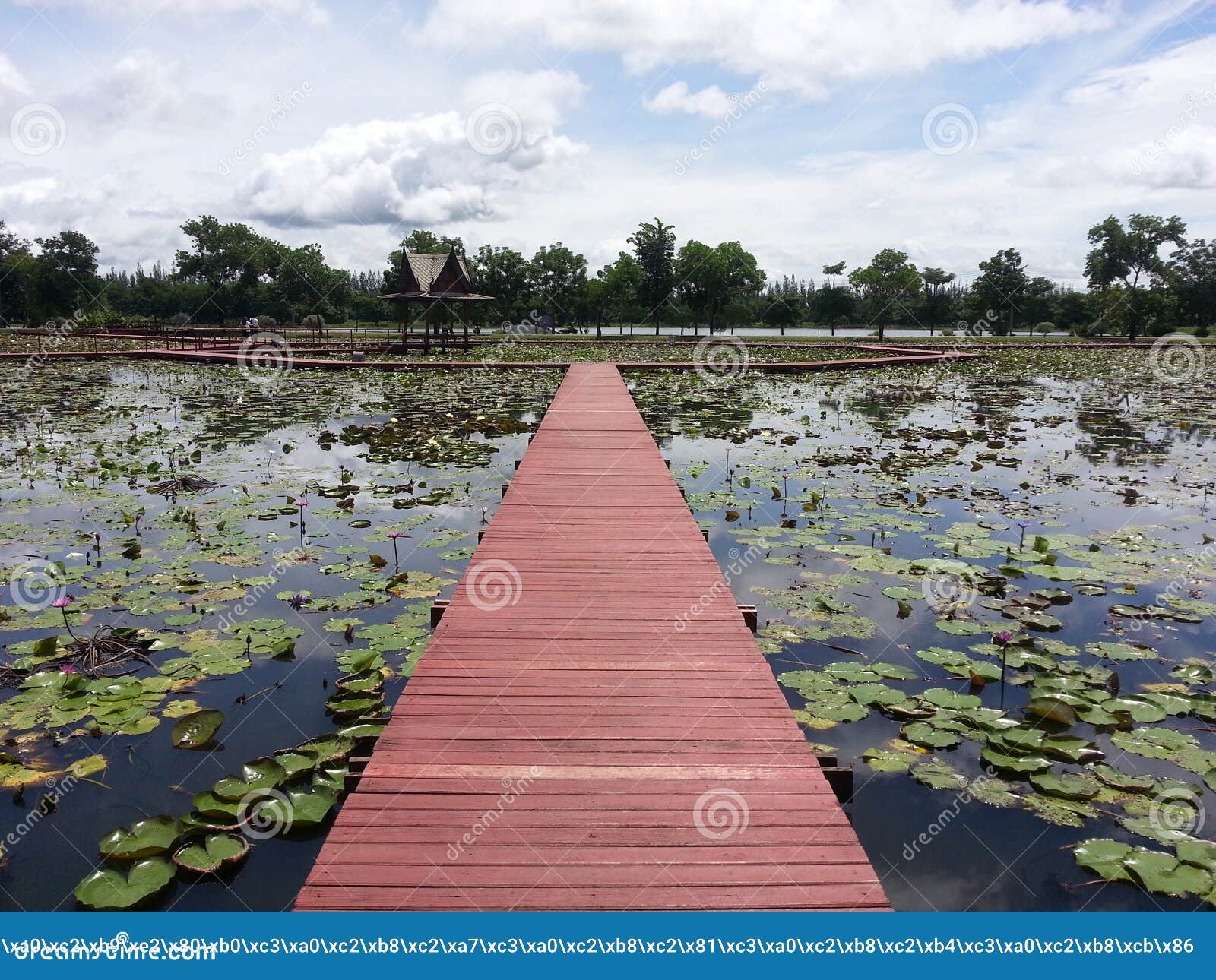 Lotus bridge stock photo. Image of lotus, flowers, lotusbridge - 186773294