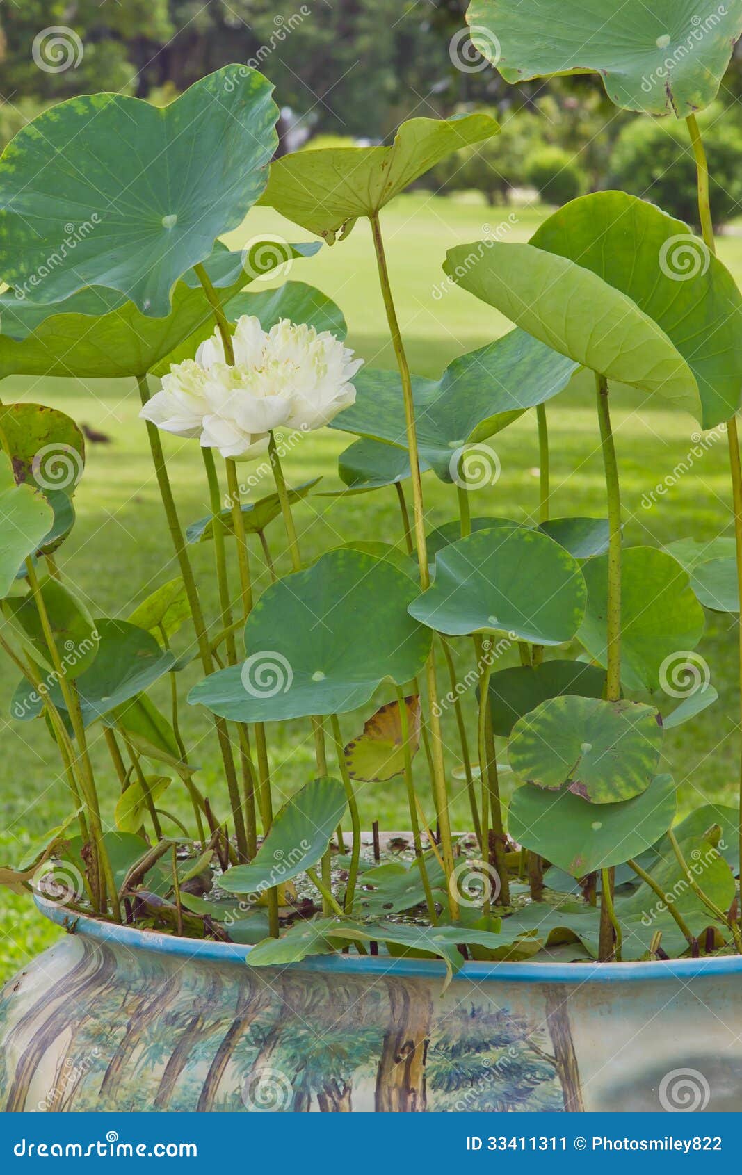 Lotus Bua Luang stock image. Image of bloom, lotus, garden - 33411311