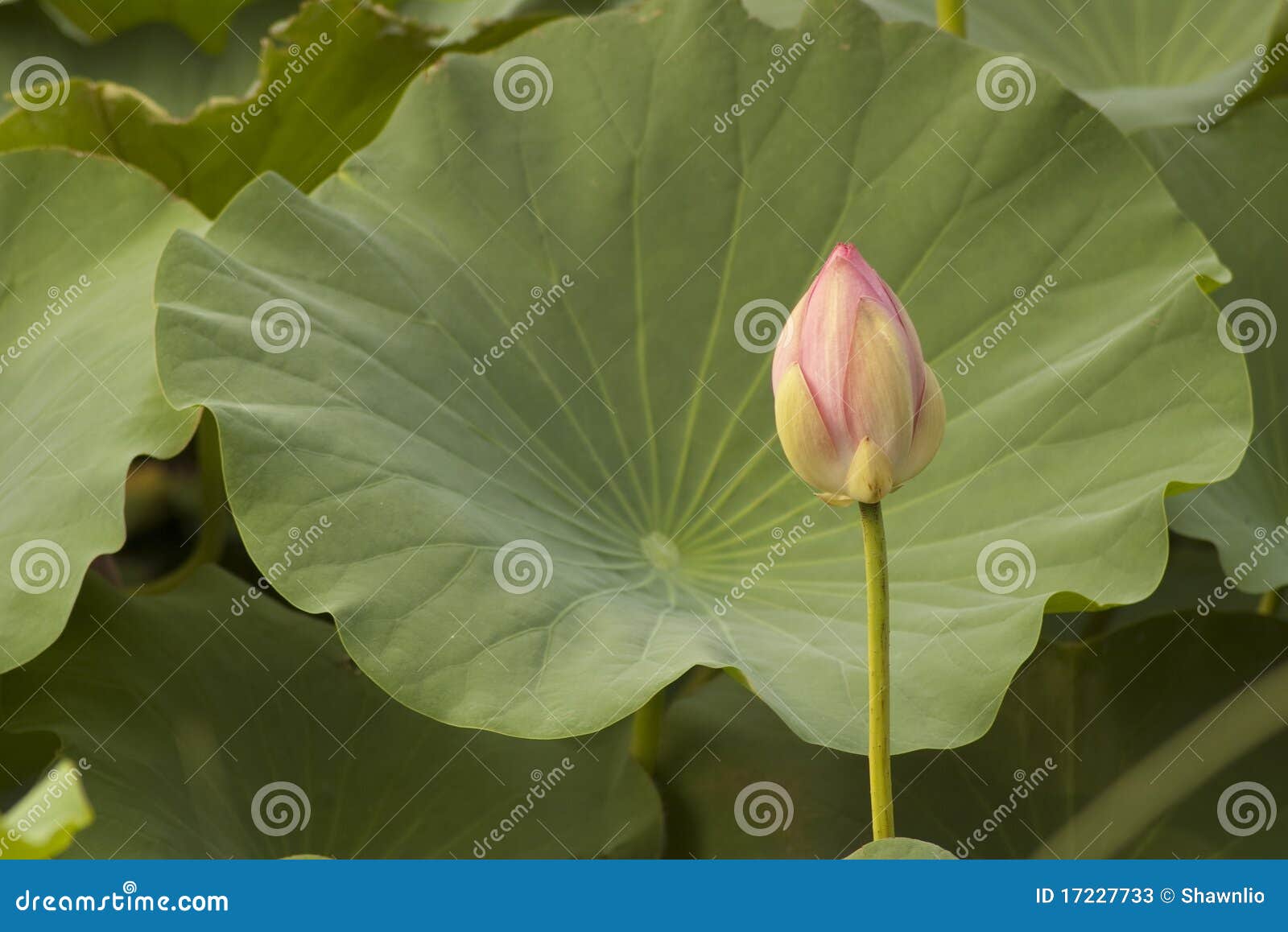 Lotus bud stock image. Image of close, green, plant, botany - 17227733