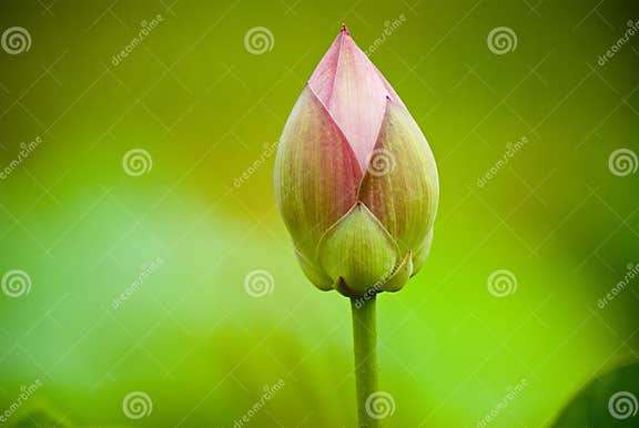 Lotus Bud stock photo. Image of ready, relax, nature - 19907802