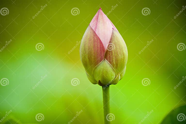 Lotus Bud stock photo. Image of ready, relax, nature - 19907802