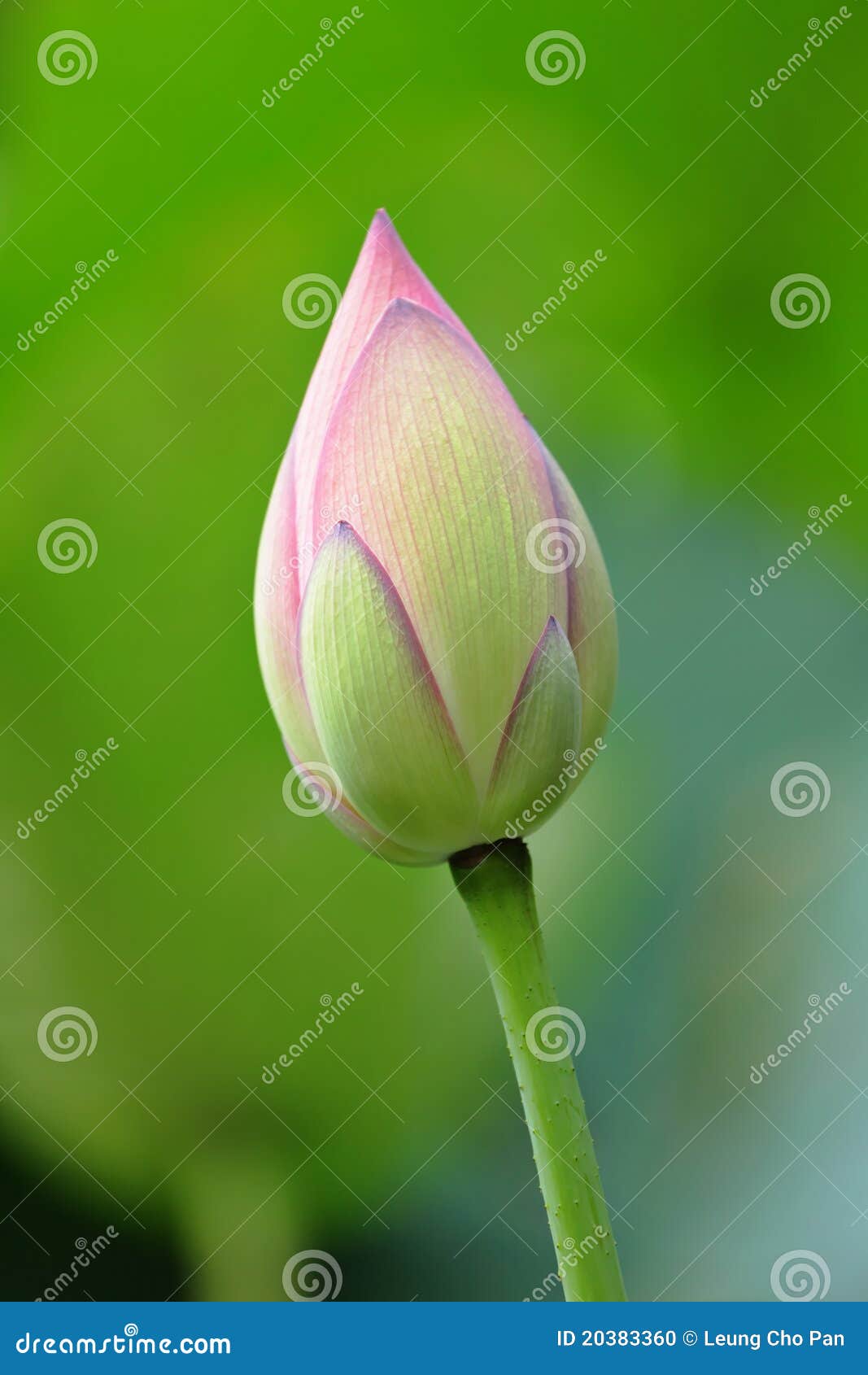 Lotus bud stock photo. Image of asia, giant, botany, effloresce - 20383360