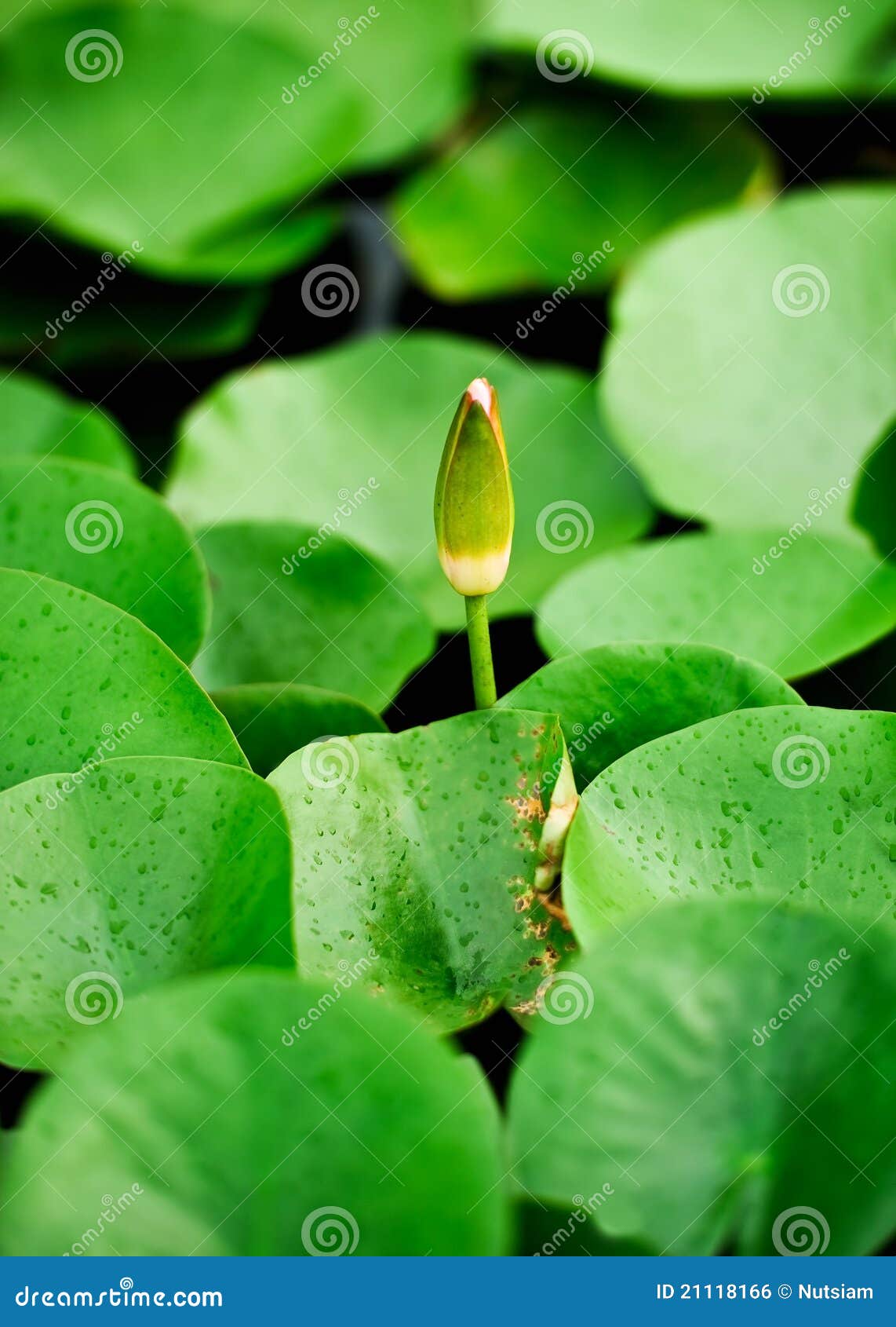 Lotus bud stock photo. Image of green, garden, relaxation - 21118166