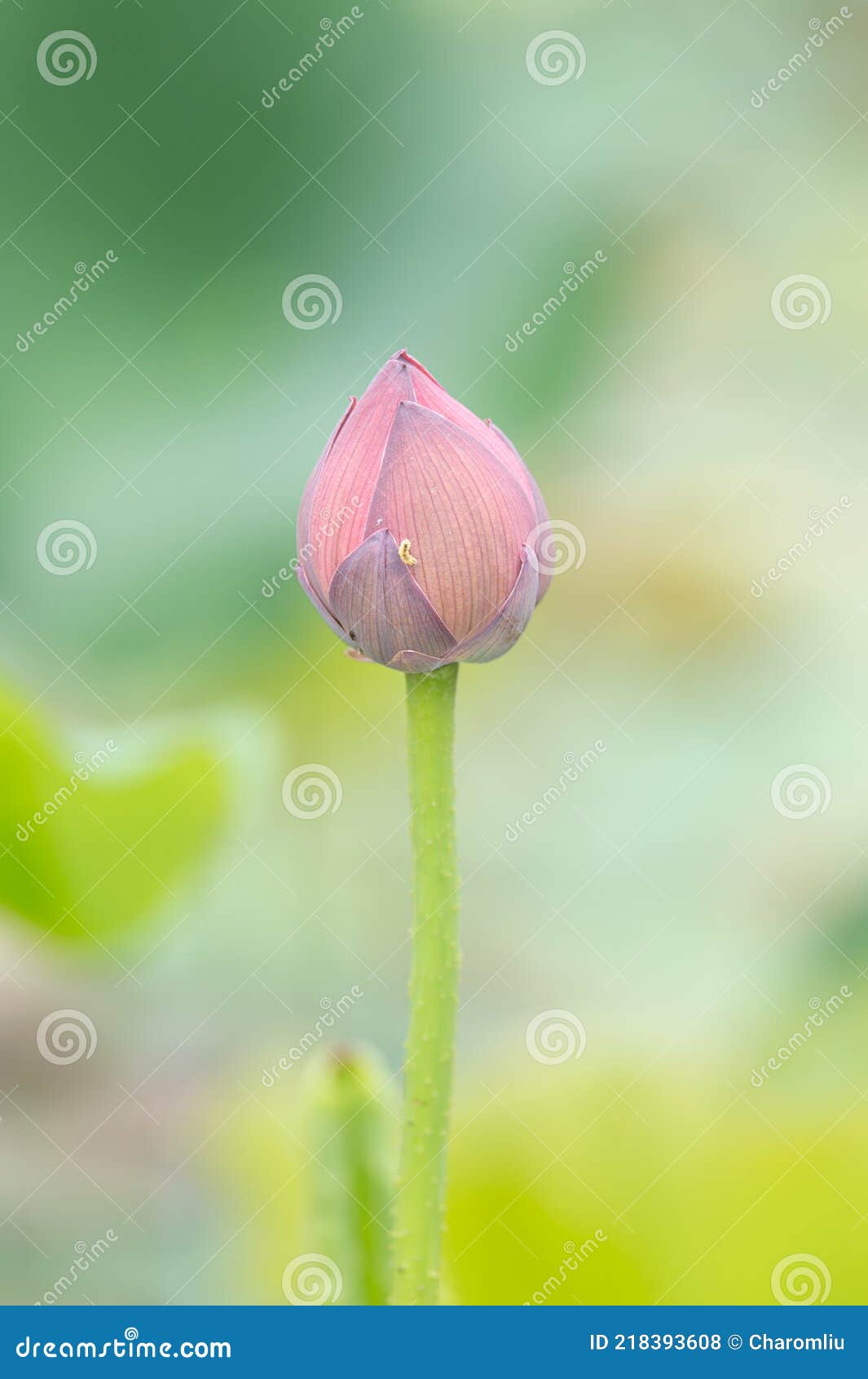 A LOTUS BUD stock photo. Image of plant, pink, rose - 218393608