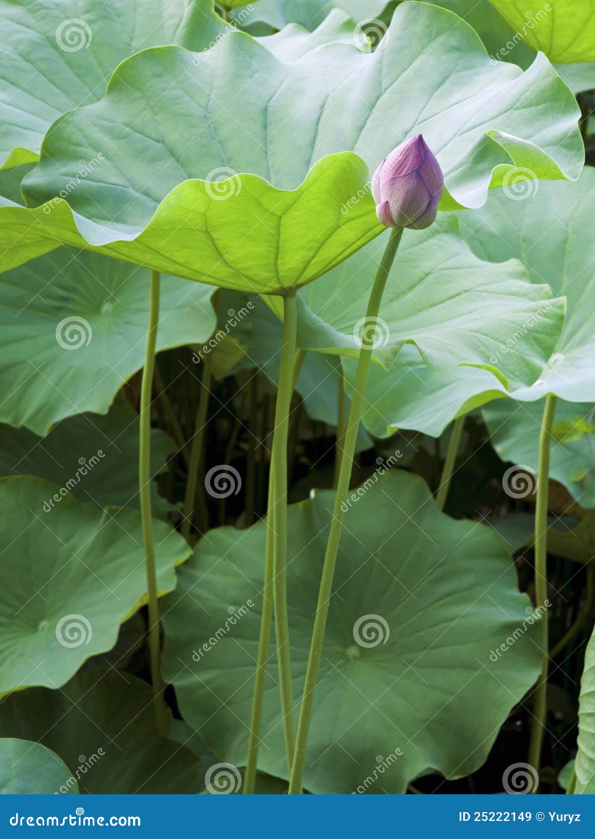 Lotus bud stock image. Image of leaf, asia, flower, lobe - 25222149