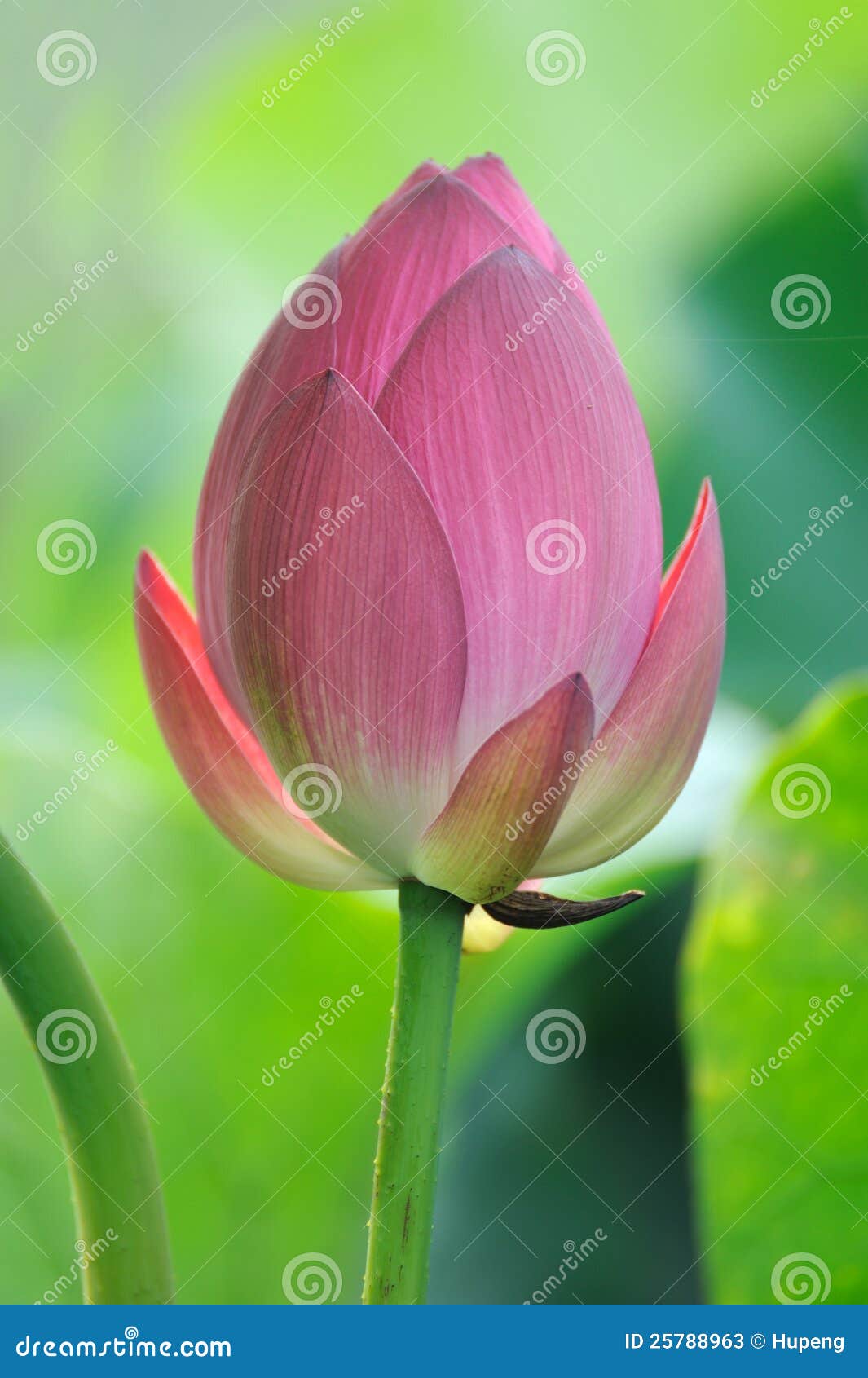 Lotus bud stock image. Image of biology, beautiful, aquatic - 25788963