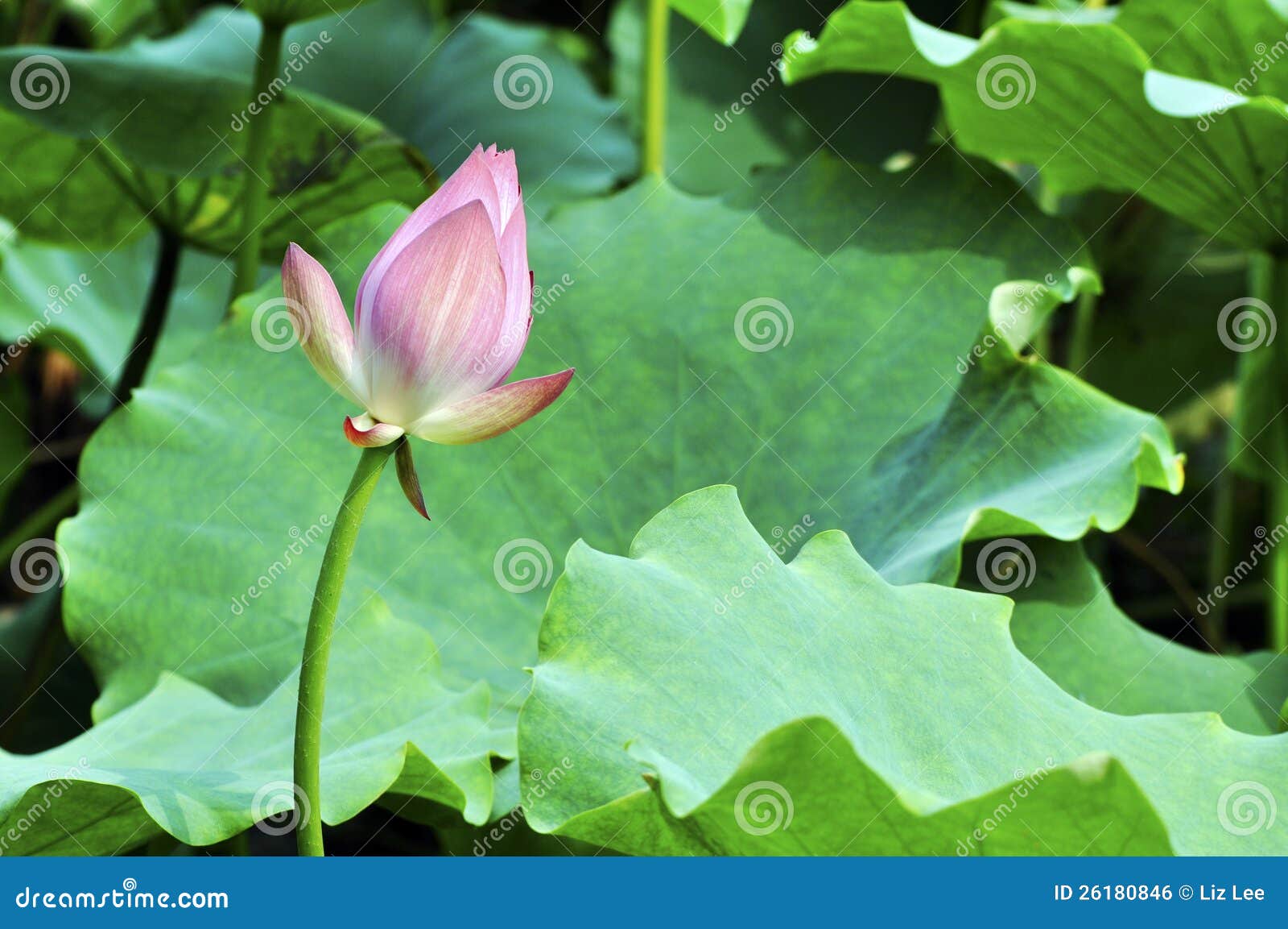 Lotus bud stock photo. Image of botanical, aquatic, flower - 26180846