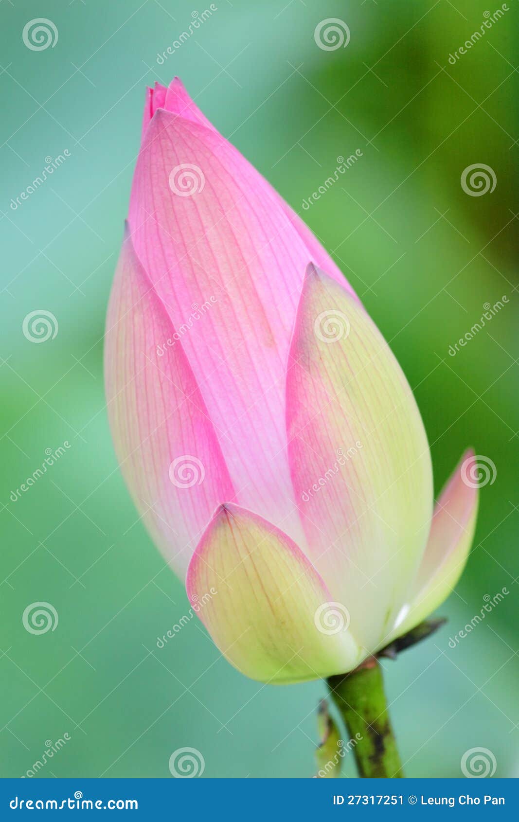 Lotus Bud stock image. Image of flora, nature, china - 27317251
