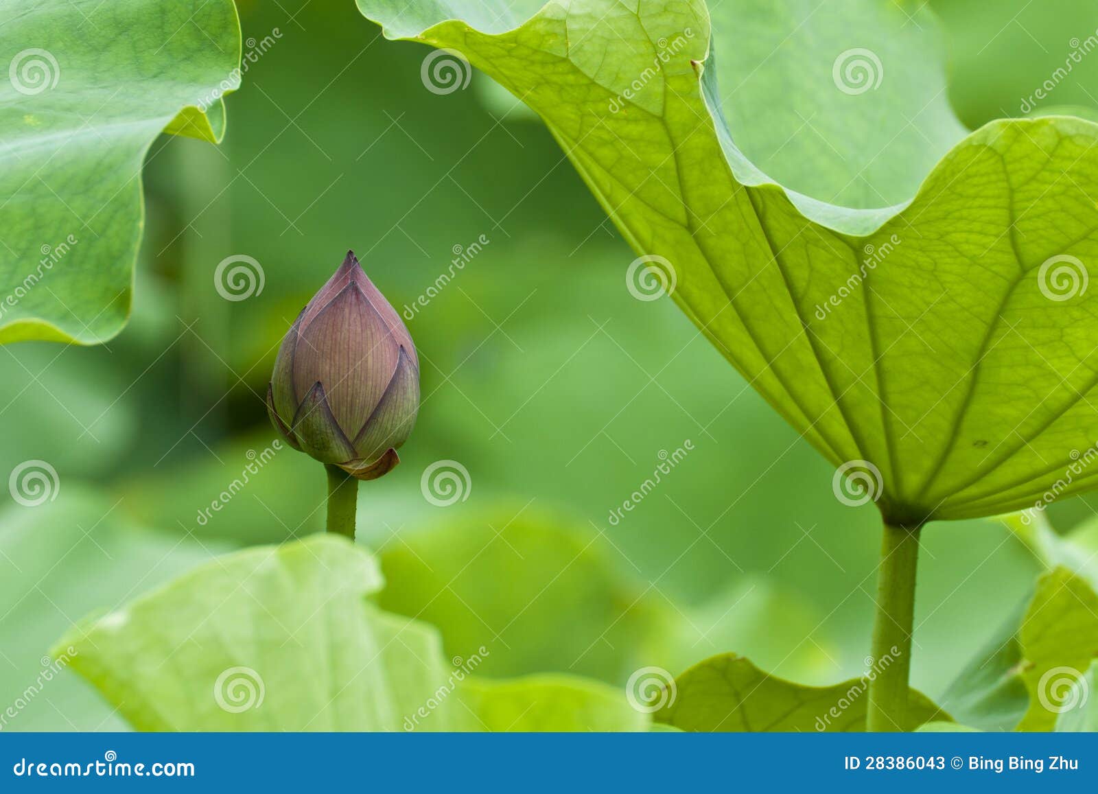 Lotus bud stock image. Image of lotus, flower, summer - 28386043