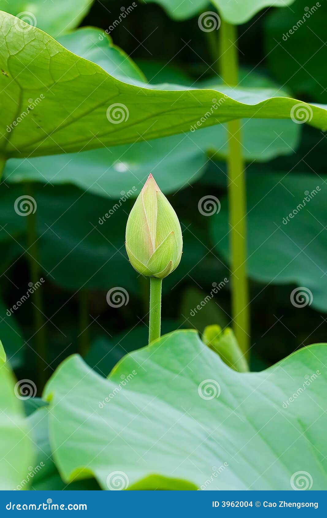 Lotus bud stock photo. Image of pond, plant, garden, white - 3962004