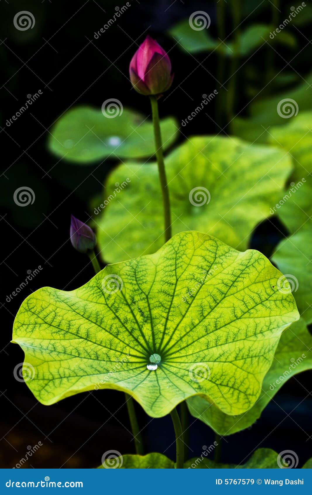 Lotus bud stock image. Image of landscape, flourish, asia - 5767579