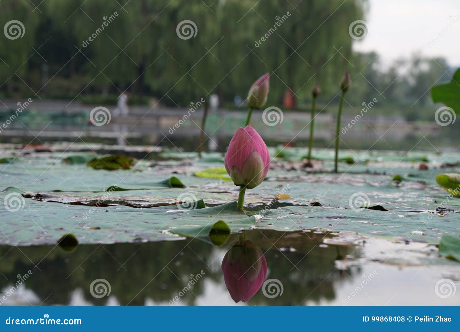 Lotus Bud and Invert Shadow Stock Photo - Image of house, pond: 99868408