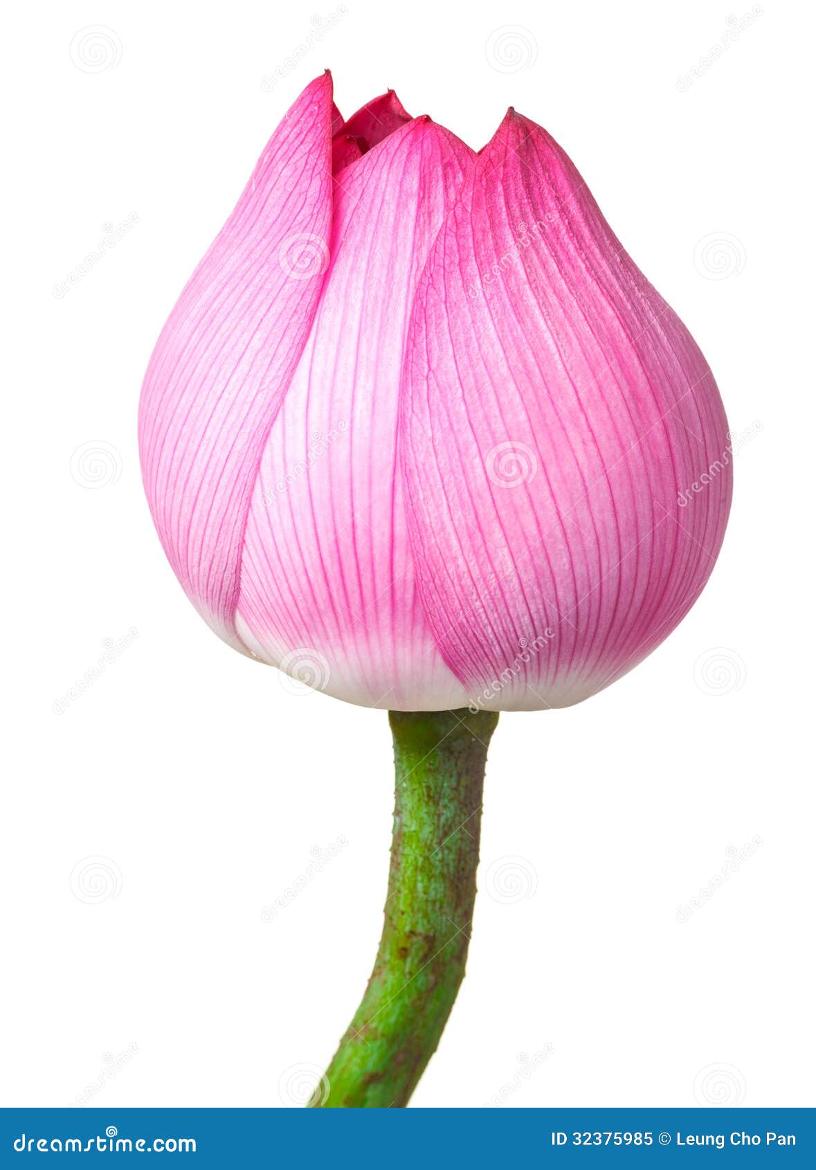 Lotus bud stock image. Image of china, exotic, landscape - 32375985