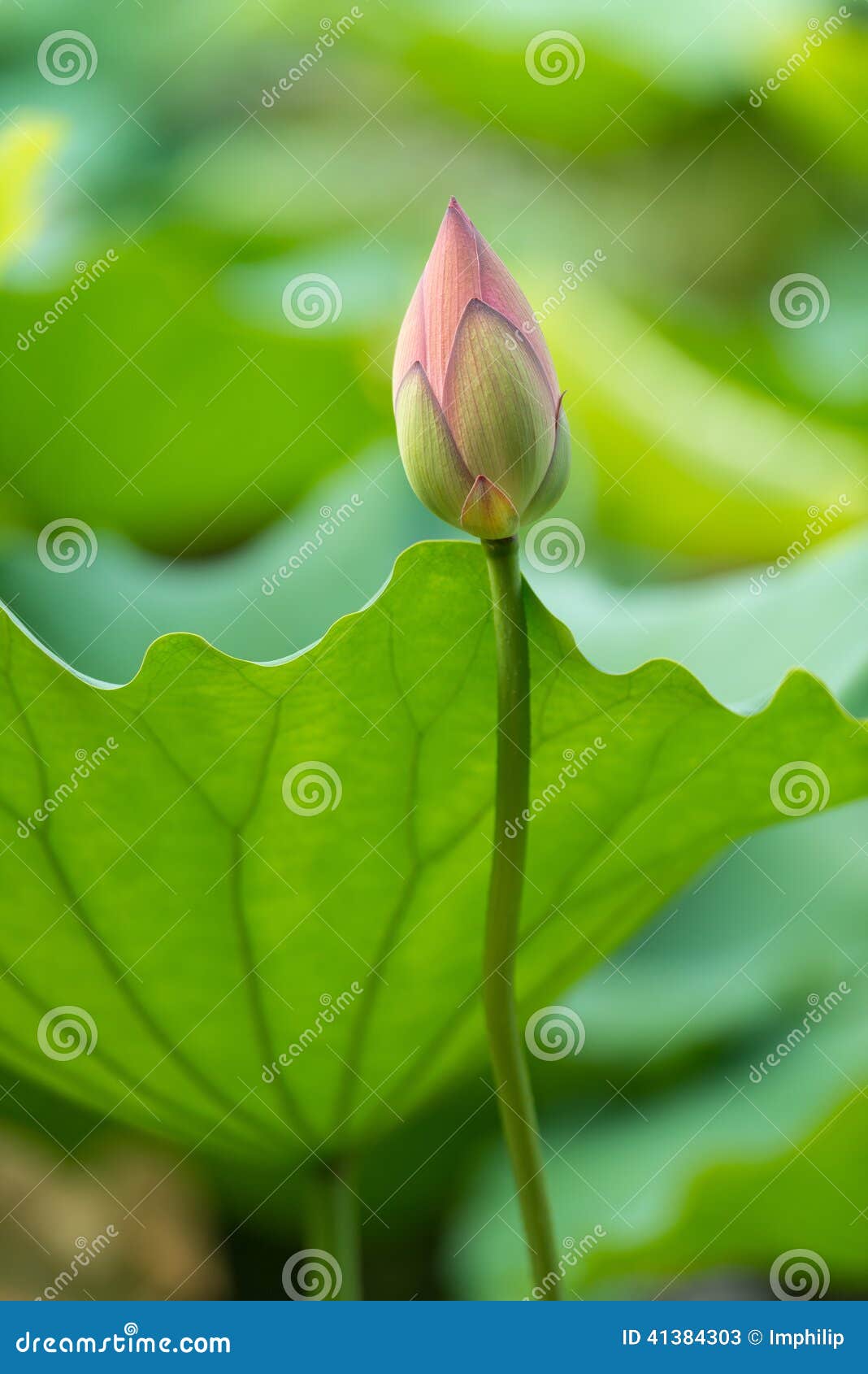 Lotus bud stock image. Image of effloresce, lotus, botanical - 41384303
