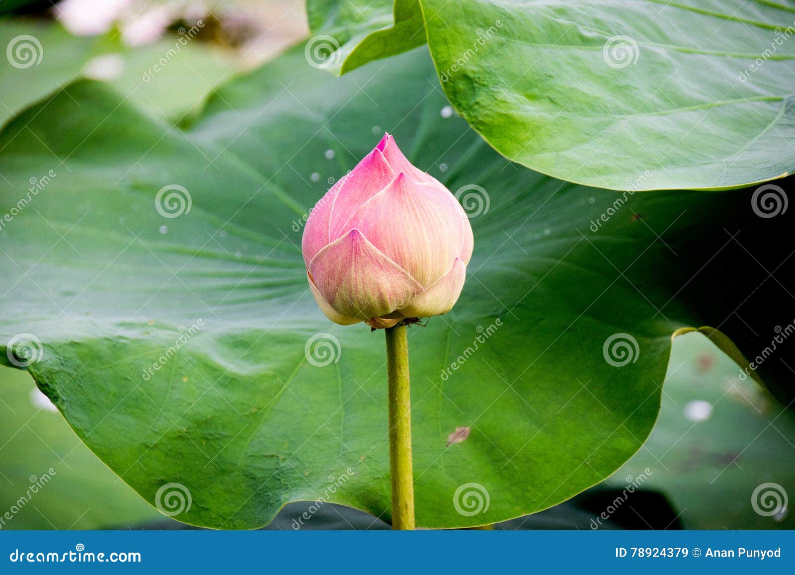 Roseum Plenum Lotus Flower On White Background Royalty-Free Stock Image ...