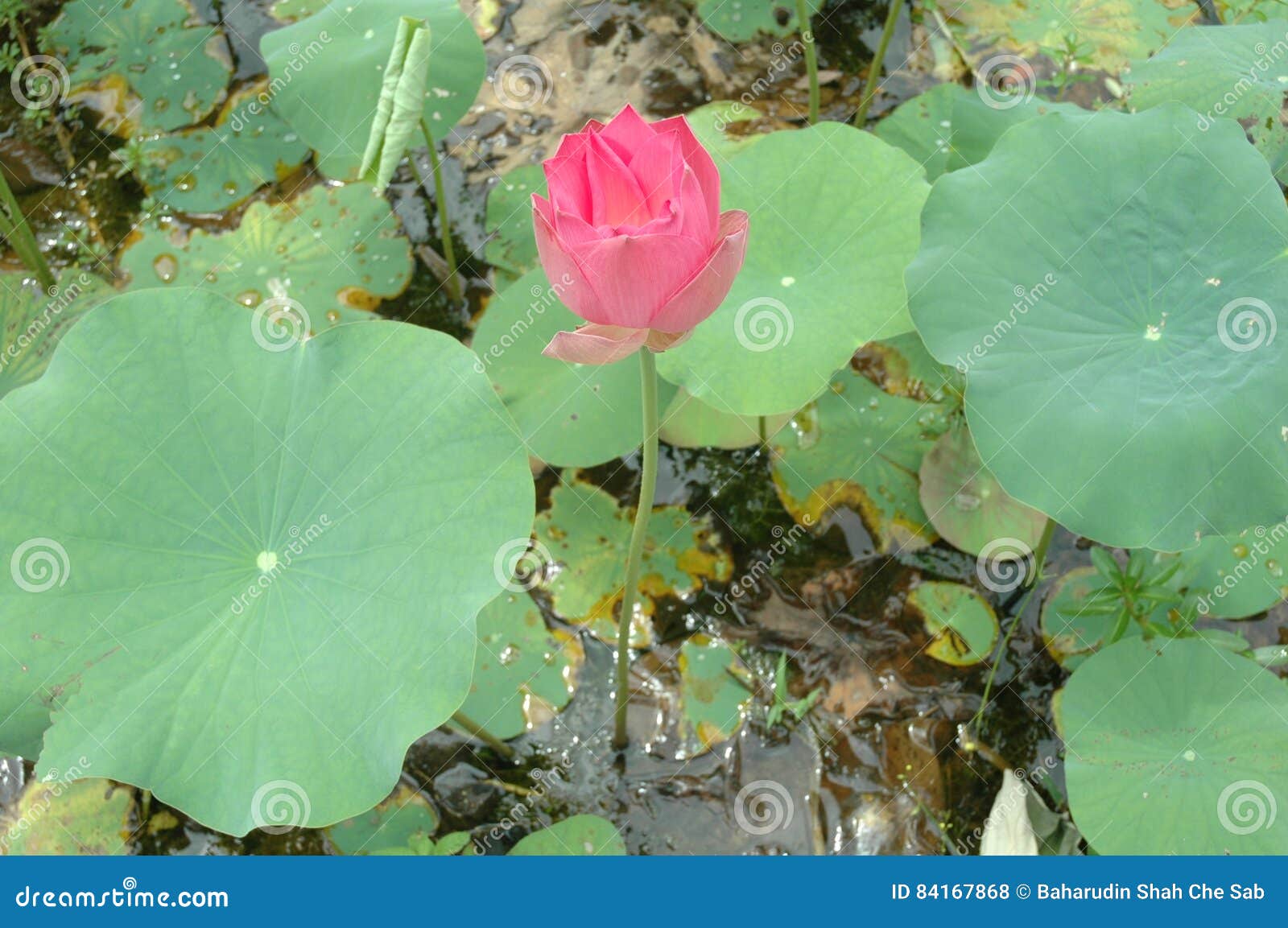 The lotus bud stock photo. Image of park, friendly, peacocks - 84167868