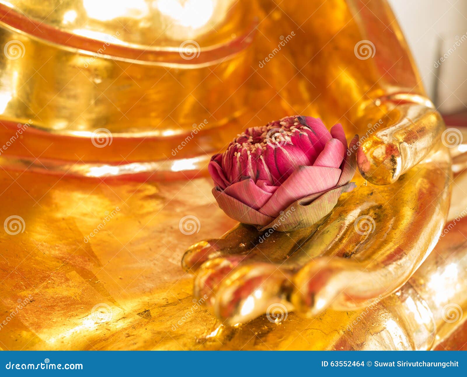 Lotus in the Buddha s hand stock photo. Image of reclining - 63552464