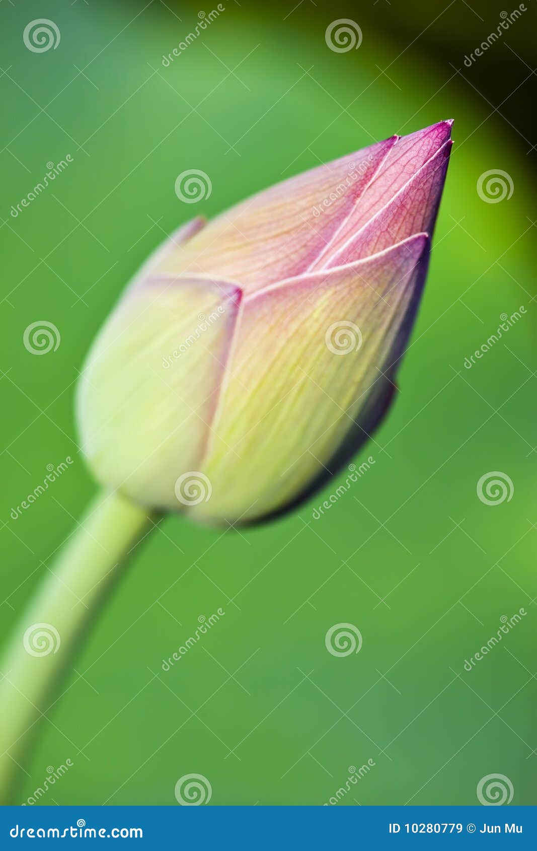 Lotus buds stock image. Image of bloom, background, nature - 10280779