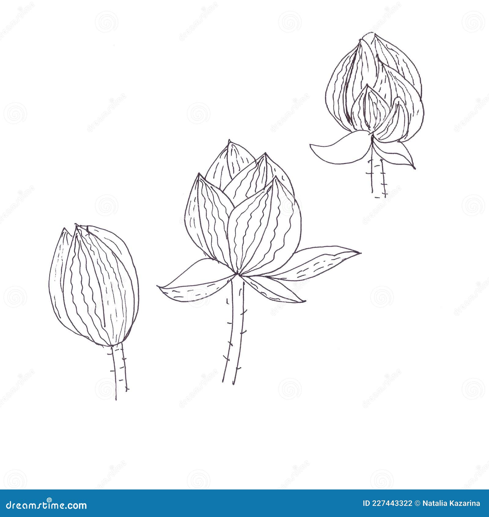 Lotus Buds Graphic Black And White Linear Drawing Royalty-Free ...
