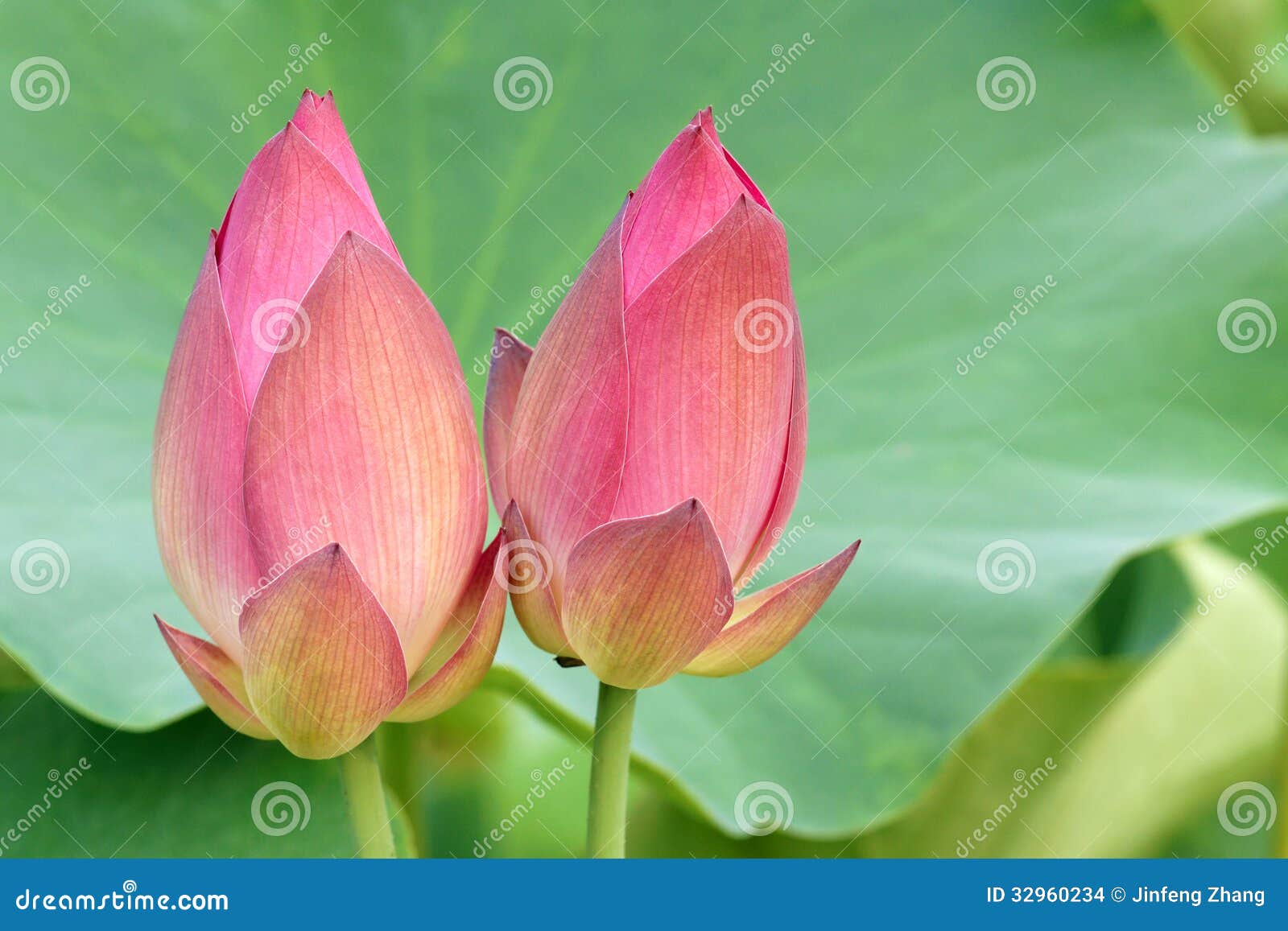 Lotus buds stock photo. Image of close, garden, flower - 32960234
