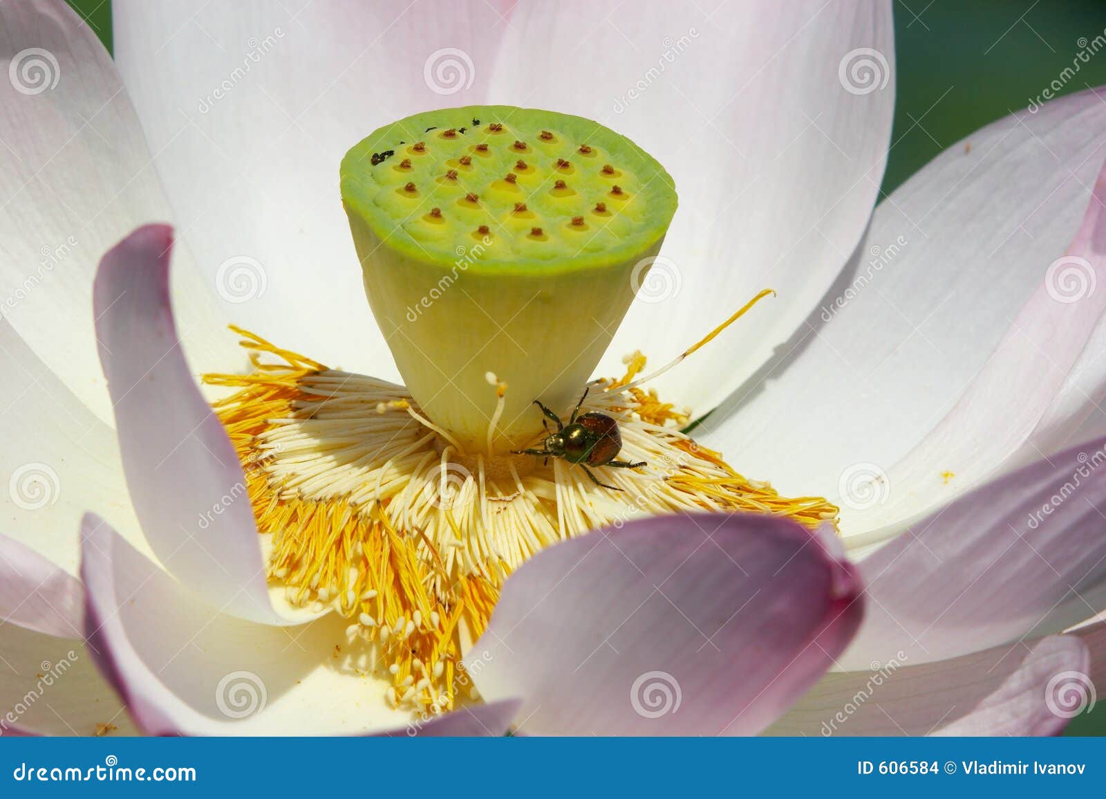 Lotus and bug stock photo. Image of blossom, flowers, garden - 606584