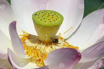 Lotus and bug stock photo. Image of blossom, flowers, garden - 606584