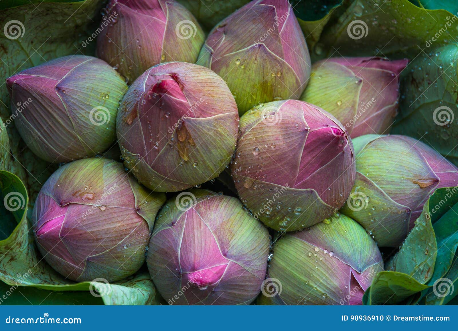 479 Lotus Bulbs Stock Photos - Free & Royalty-Free Stock Photos from ...