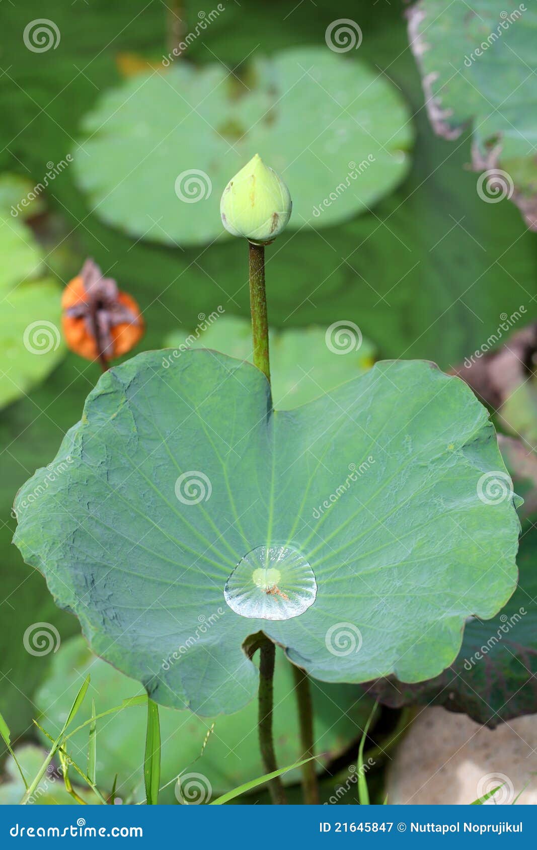 Lotus bulb and leaf stock image. Image of relax, asian - 21645847