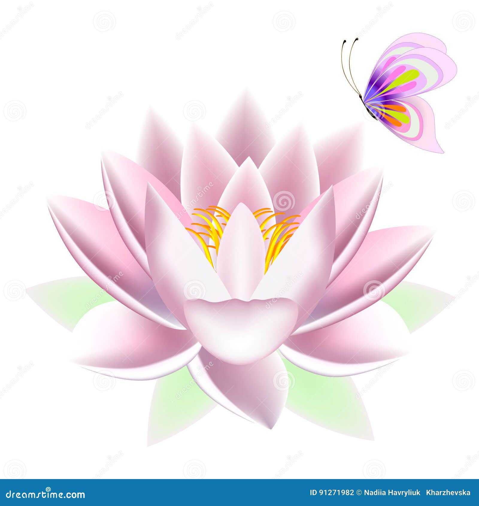 Lotus with a butterfly. stock vector. Illustration of indian - 91271982