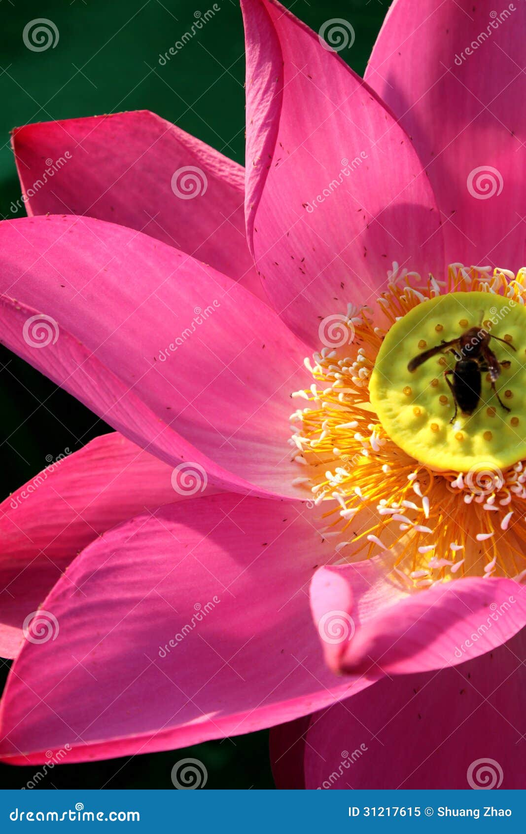 Lotus stock image. Image of fresh, lotus, petal, flower - 31217615