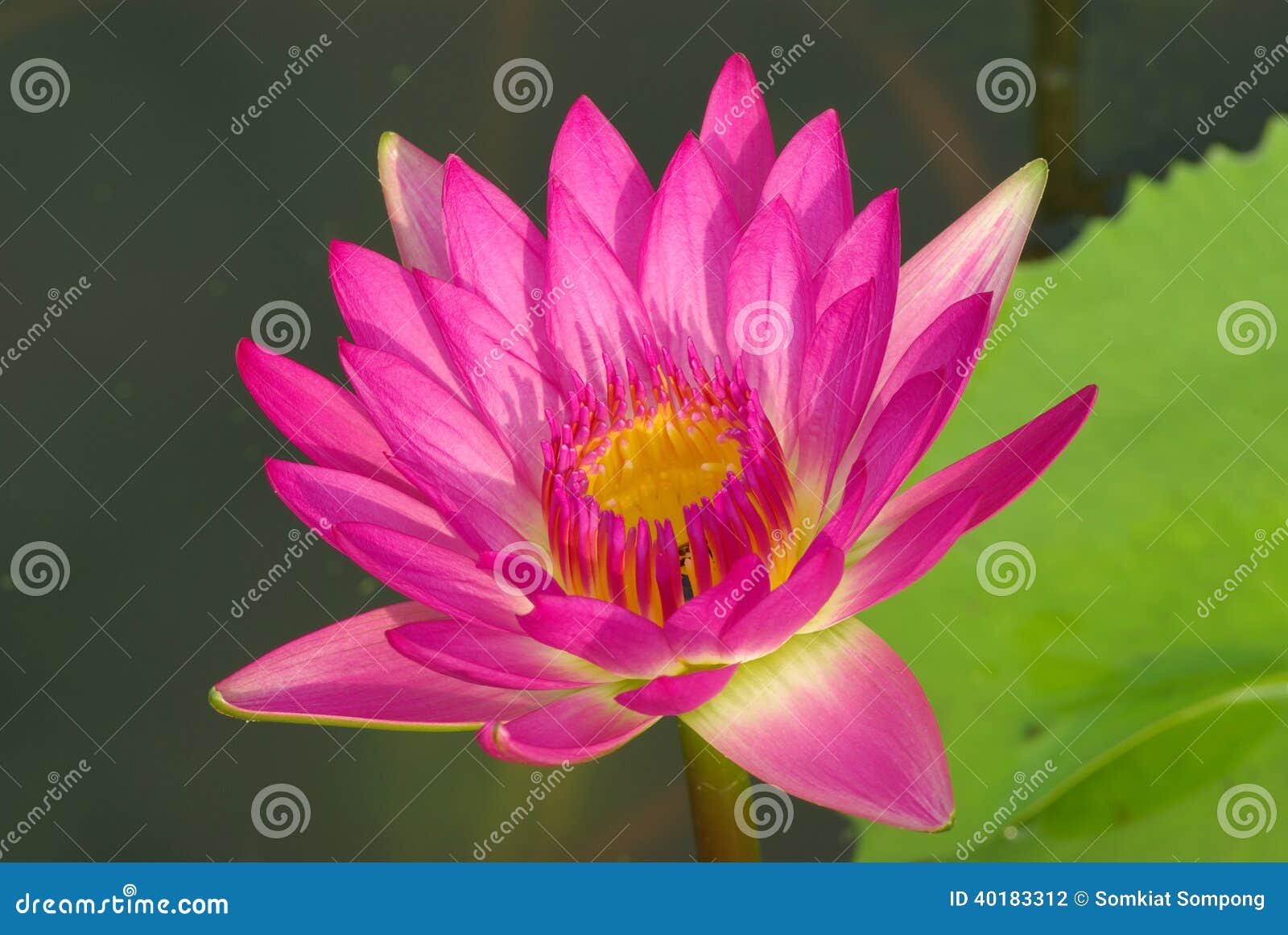 Lotus Close up stock photo. Image of pollen, beautiful - 40183312
