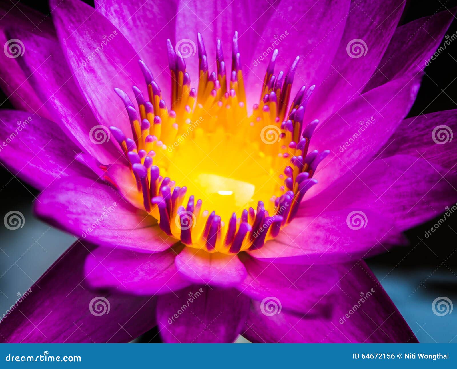 Lotus close up stock photo. Image of water, aquatic, nature - 64672156