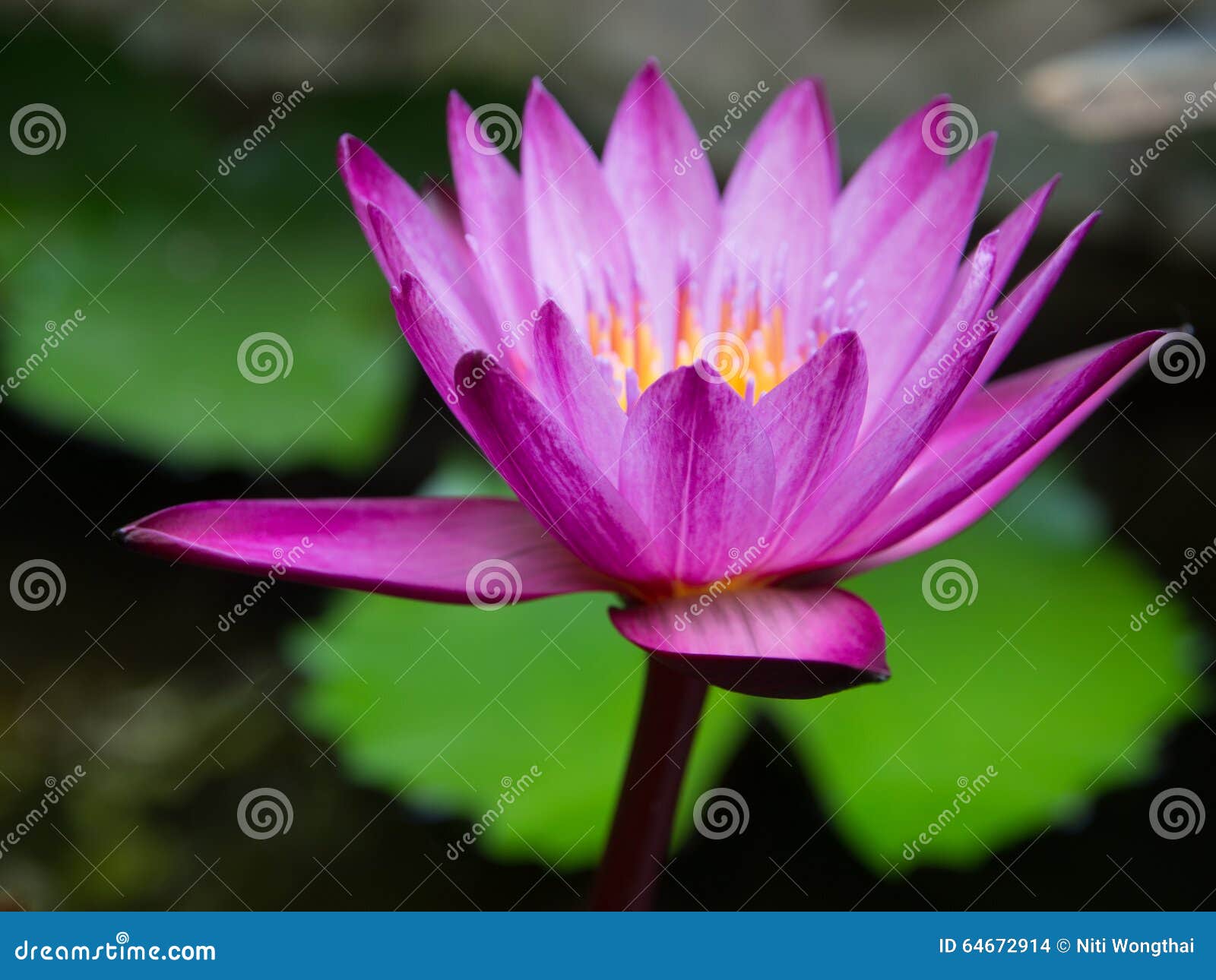 Lotus close up stock photo. Image of nature, purple, blooming - 64672914
