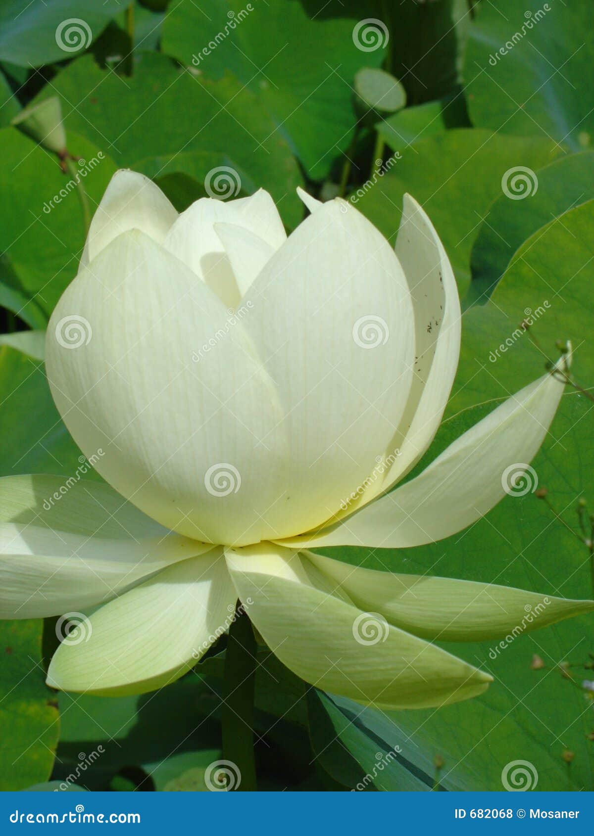 Lotus closeup stock photo. Image of flower, tropical, water - 682068