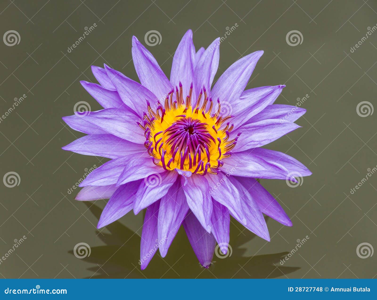 The lotus color purple. stock photo. Image of dewy, entourage - 28727748