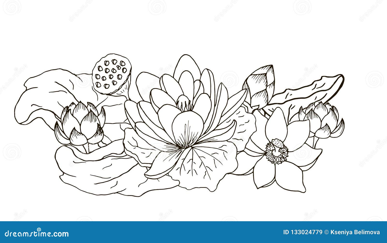 Lotus, a Composition of Flowers and Leaves. Black and White Outline ...