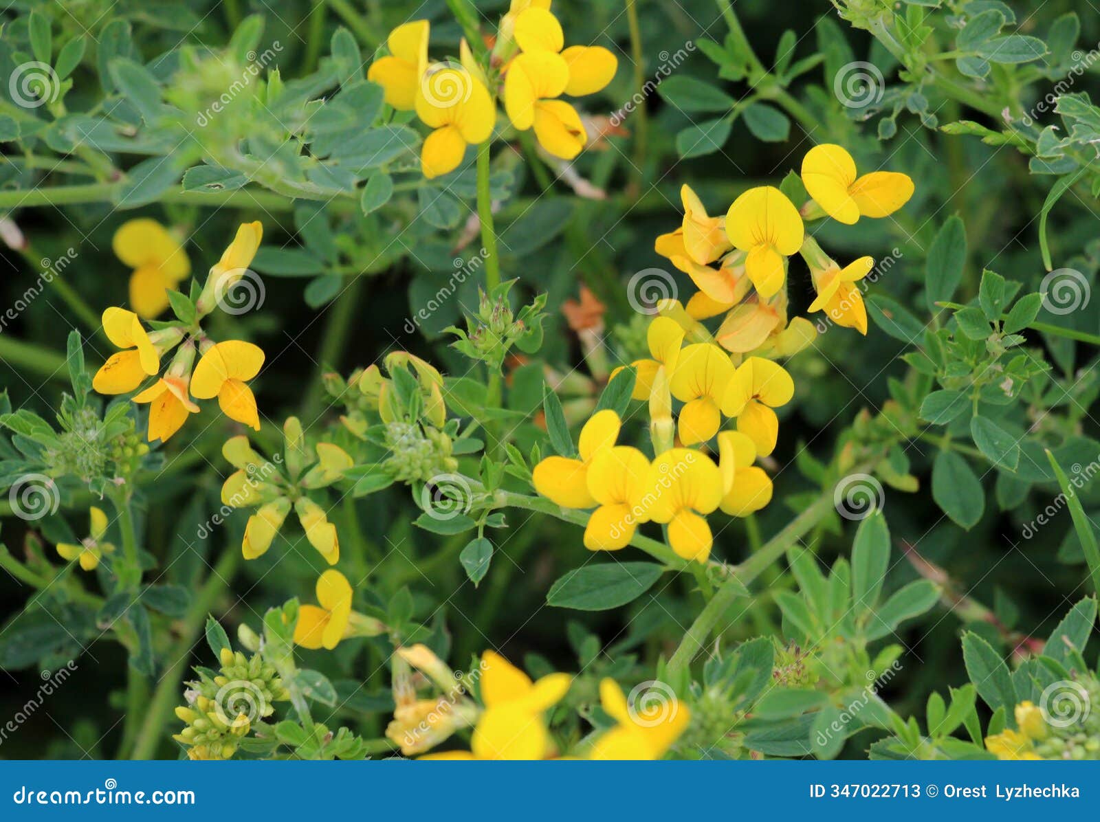 Lotus Corniculatus Is A Flowering Plant In The Pea Family Fabaceae ...