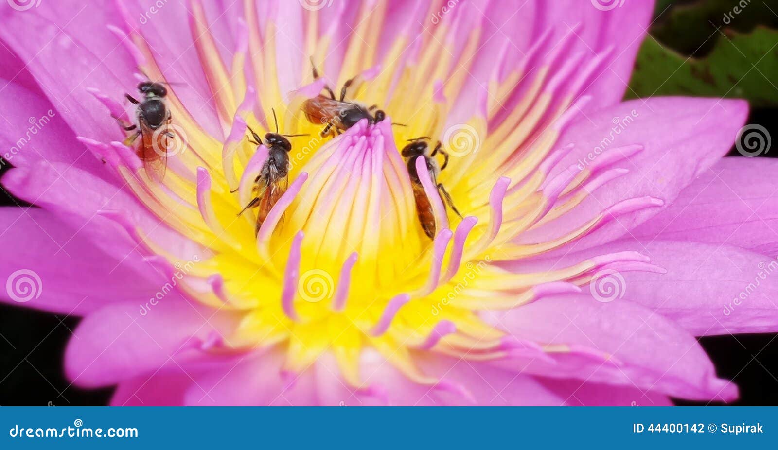 COUPLING INSECTS Stock Photo | CartoonDealer.com #179271648