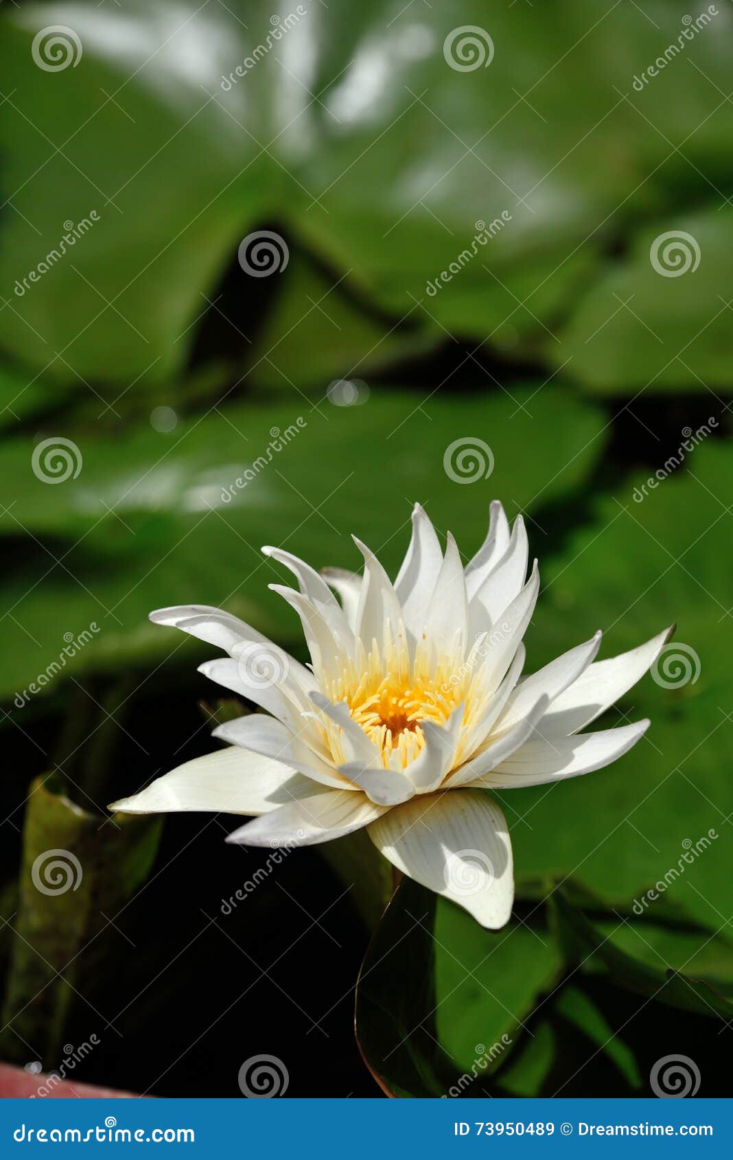 Lotus, De Witte Middenrivier Tam Van Het Lotusbloemblad Stock ...