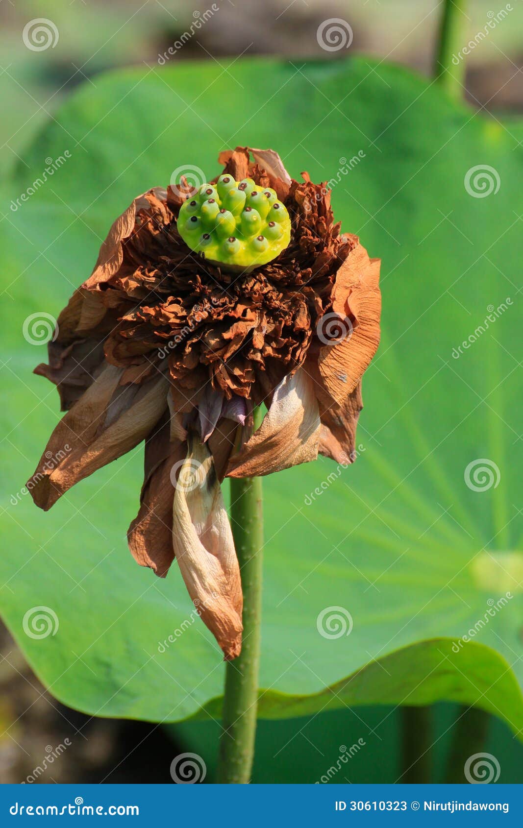 Lotus dead stock image. Image of head, formal, thailand - 30610323
