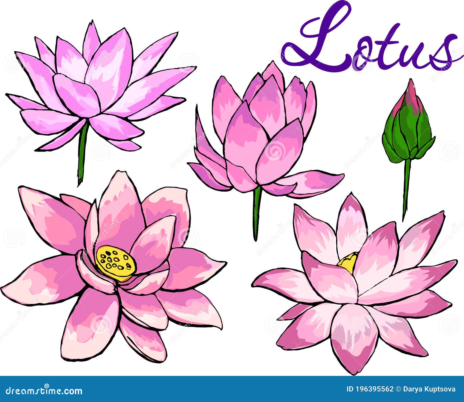 Lotus in Different Positions Stock Vector - Illustration of natural ...