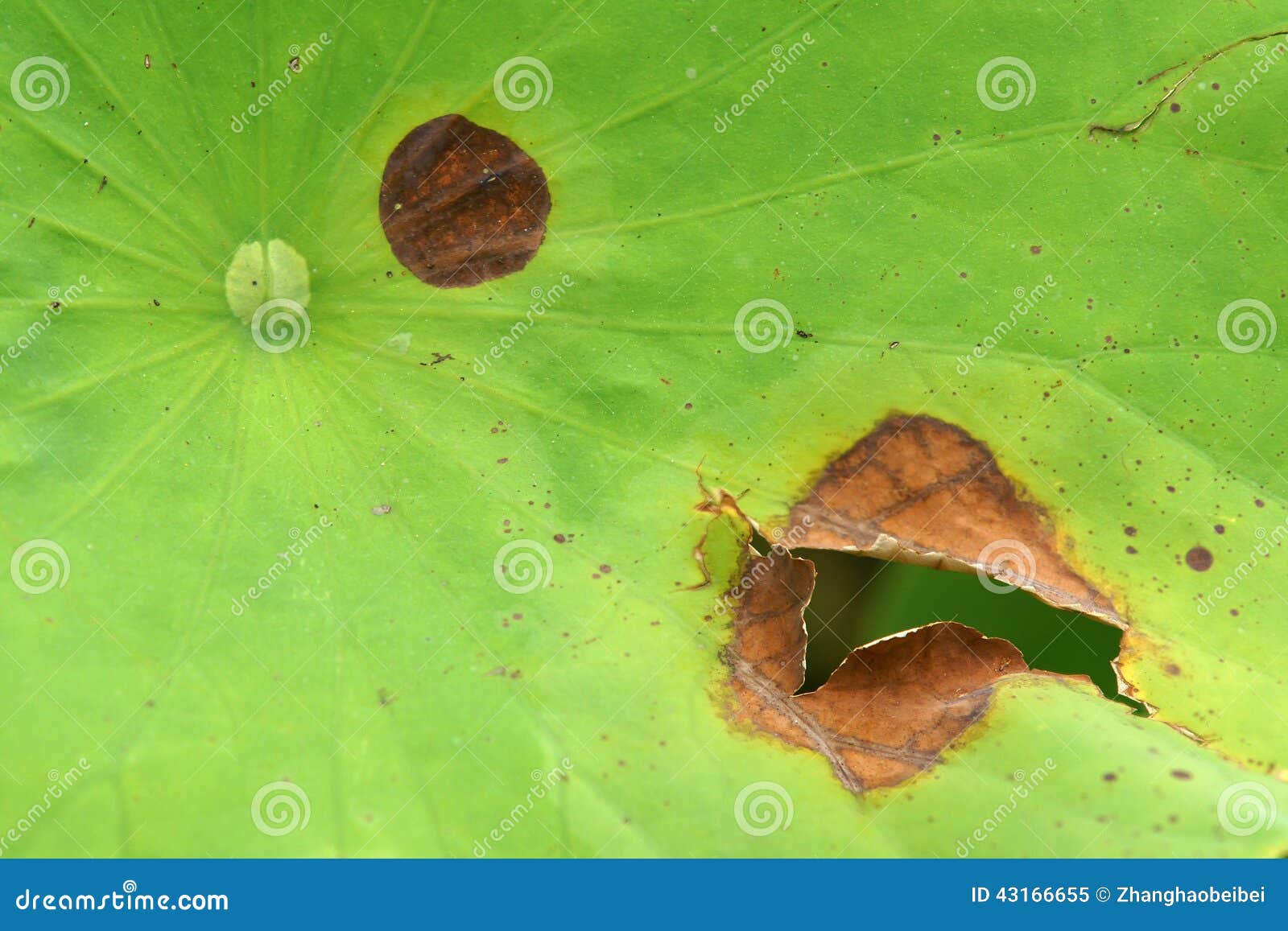 Lotus diseased leaf stock image. Image of hydrophyte - 43166655